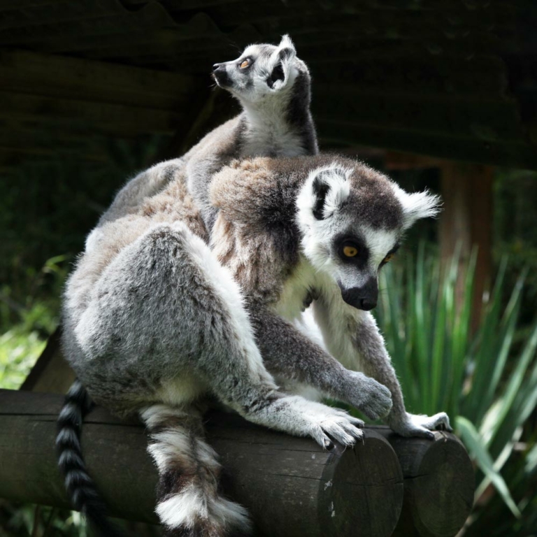 Asson zoo near Lourdes in the southern French Pyrenees