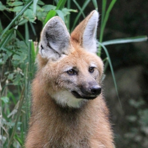 Les loups à crinière du zoo d'Asson dans les Pyrénées
