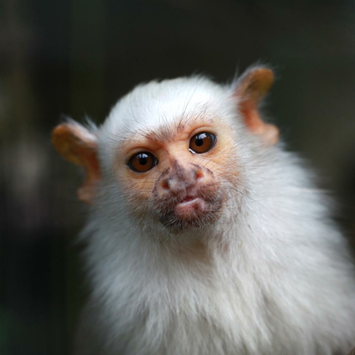 Tous les animaux du zoo d'Asson par continent