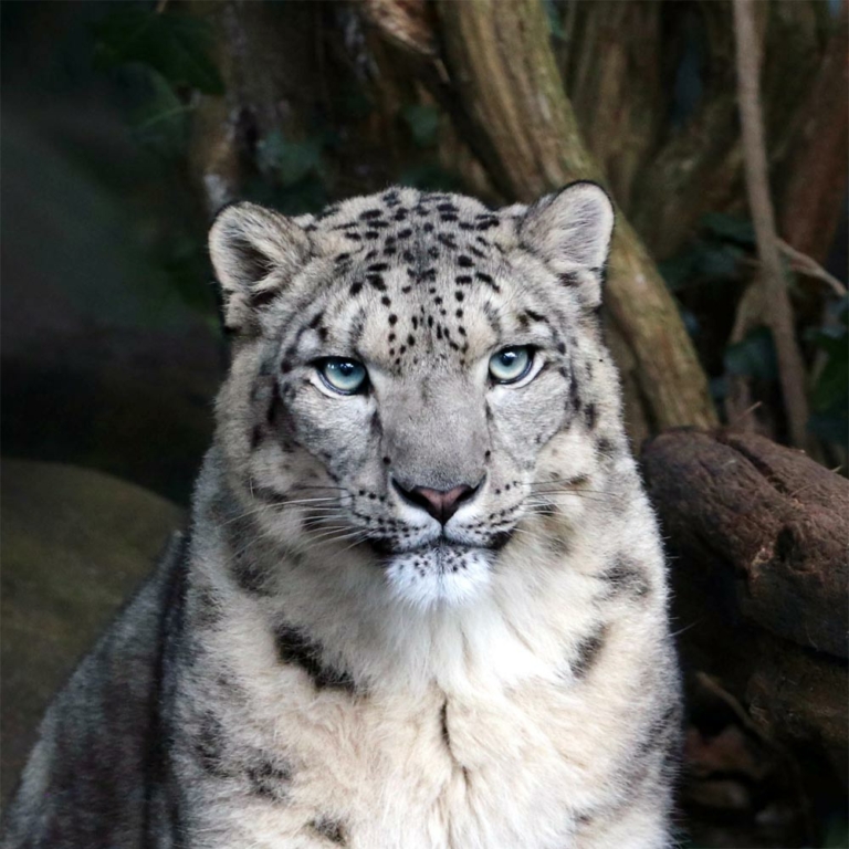 Tous les animaux du zoo d'Asson par continent