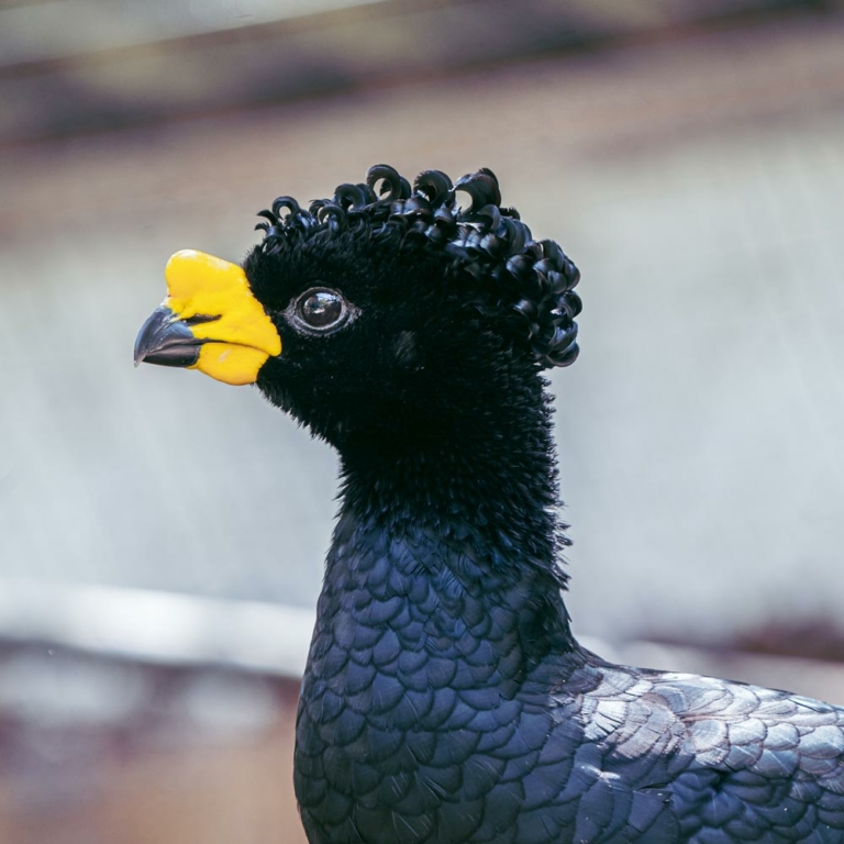 Les hoccos de Daubenton du zoo d'Asson sud de la France