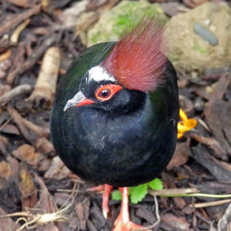 Les roulrouls couronnés du zoo d'Asson, sud-ouest France