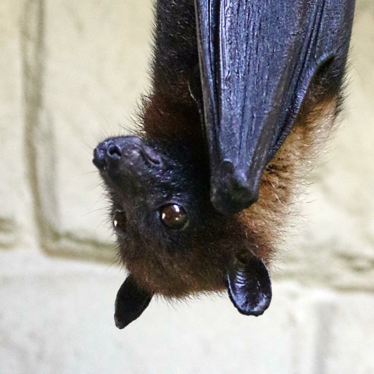 Les roussettes de Lyle du zoo d'Asson dans les Pyrénées