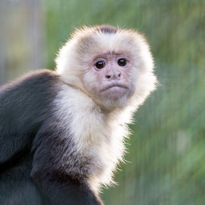 Les sapajous (capucins) du zoo d'Asson dans les Pyrénées