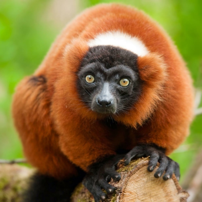 Vari roux - Zoo d'Asson